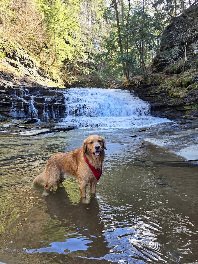 Even four-legged adventurers find their bliss at Salt Springs' waterfalls. That face says, "Why would anyone choose a dog park over this?"