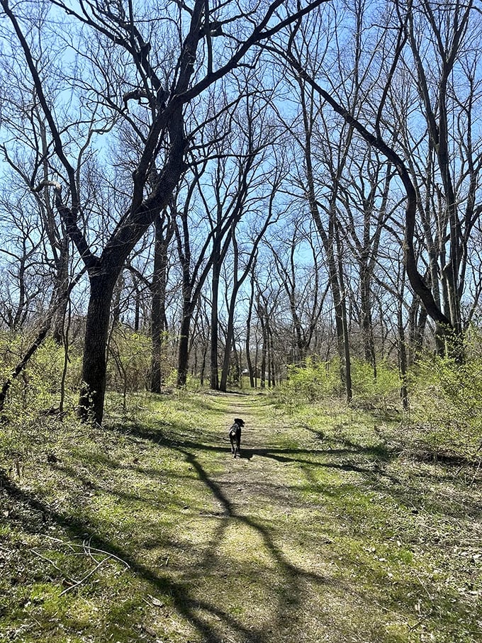 The best trail companions have four legs and boundless enthusiasm. This path welcomes hikers and their furry friends to explore together.