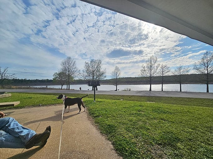 Even four-legged adventurers deserve lake views. Dogs appreciate natural beauty too&mdash;they just express it with more tail wagging.