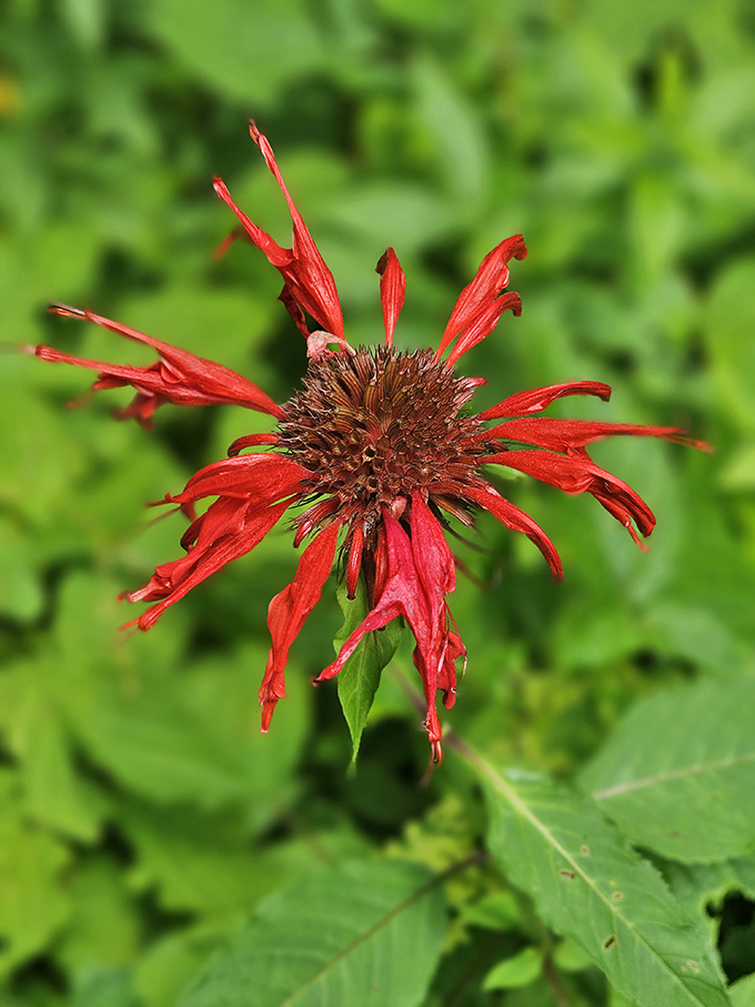 The scarlet beebalm flaunts its wild hairdo, a botanical punk rocker that attracts hummingbirds with its electric crimson attitude.