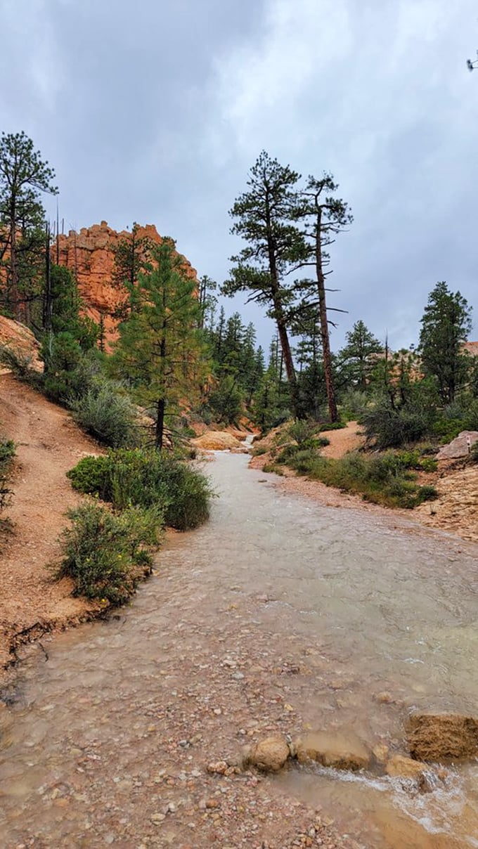 The stream carves its path through orange canyon walls, creating what I like to call "Utah's natural lazy river"&mdash;minus the inner tubes.