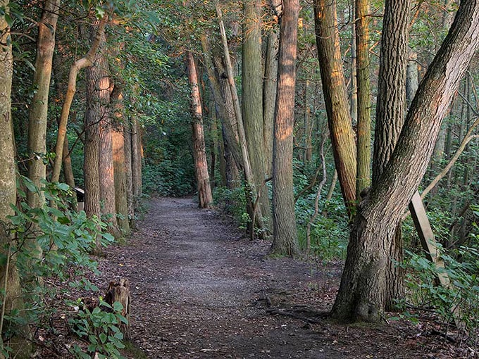 Trails that whisper "slow down and notice things" in a world that usually shouts "hurry up!" Nature's corridor of calm.