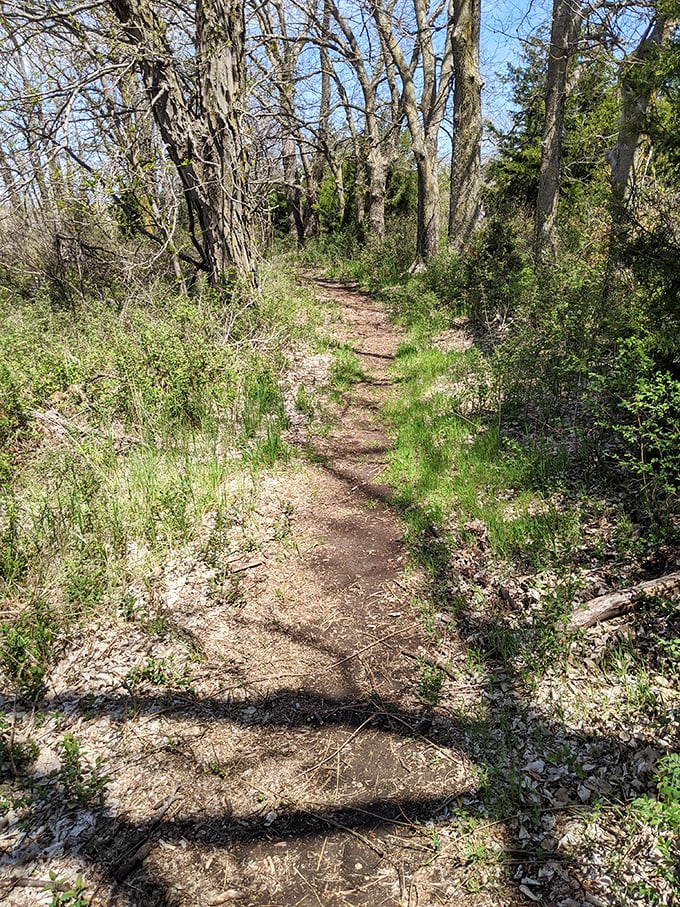 Follow the shadowed path: This winding trail through dappled woodland offers cool respite from summer heat and endless possibilities for exploration.