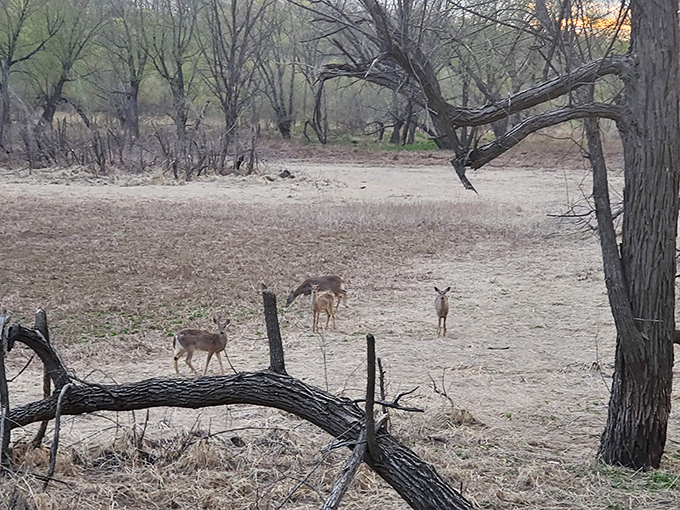 Sunset paints the creek with golden light. This is Iowa's version of magic hour&mdash;no Hollywood special effects required.