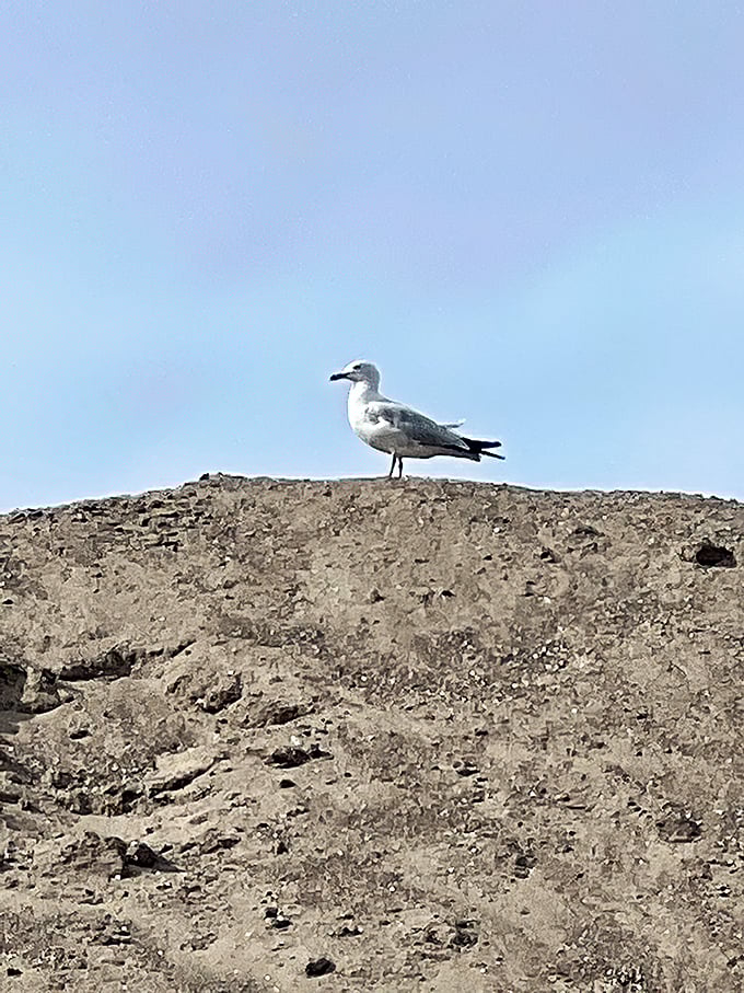 This seagull isn't just posing&mdash;he's the unofficial mayor of Beach 11, surveying his domain with the confidence of a bird who owns waterfront property.