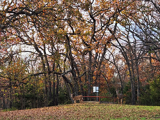 Local residents caught reviewing the day's visitors. These deer appear to be checking park permits while modeling autumn's latest fashion line.