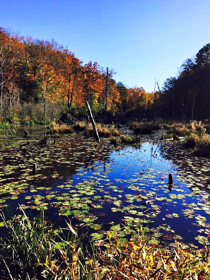 Fall transforms the wetlands into a painter's palette of warm hues, reflecting in waters that have mirrored countless seasons before us.