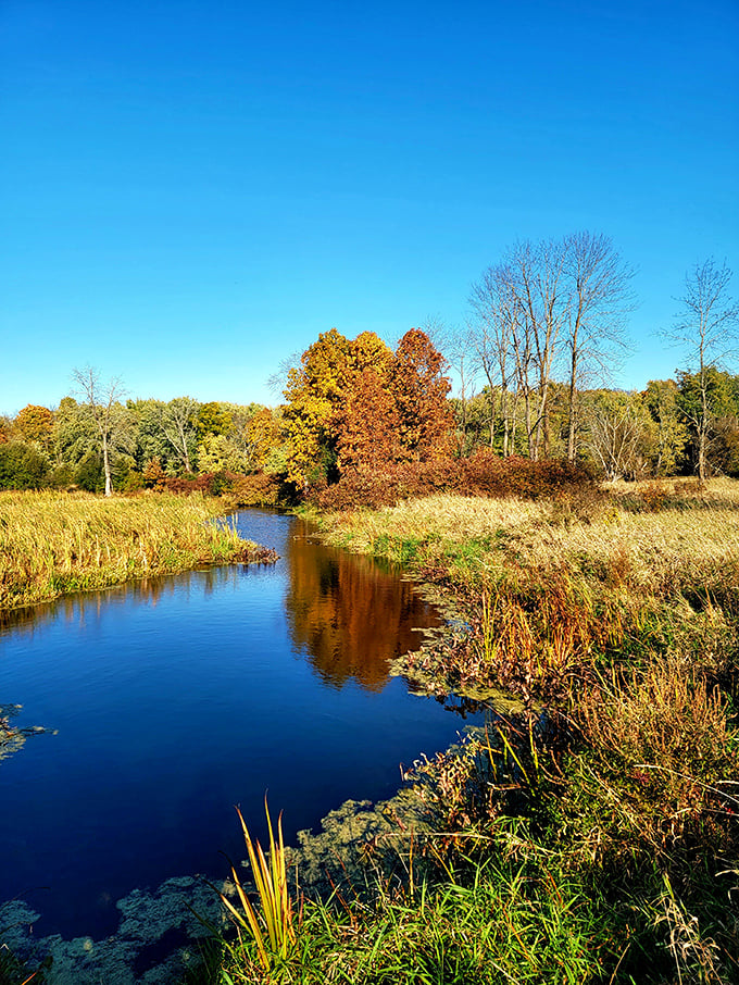 Fall transforms the wetlands into nature's color palette, with reflections doubling the visual feast for lucky hikers.