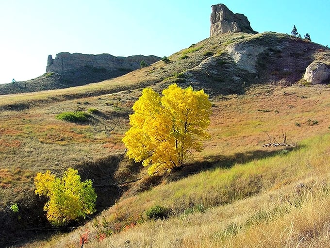 Fall's golden ambassador stands proudly against the rugged backdrop. Autumn in the Pine Ridge is nature's version of a standing ovation.