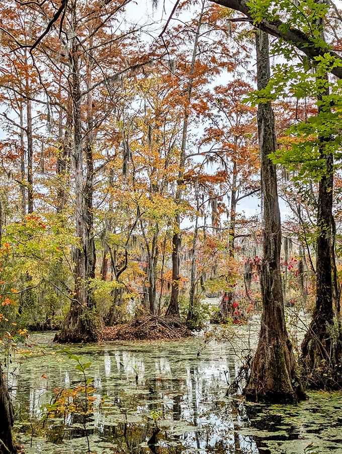 Fall's paintbrush transforms the swamp into a masterpiece of amber and gold, proving every season has its moment here.