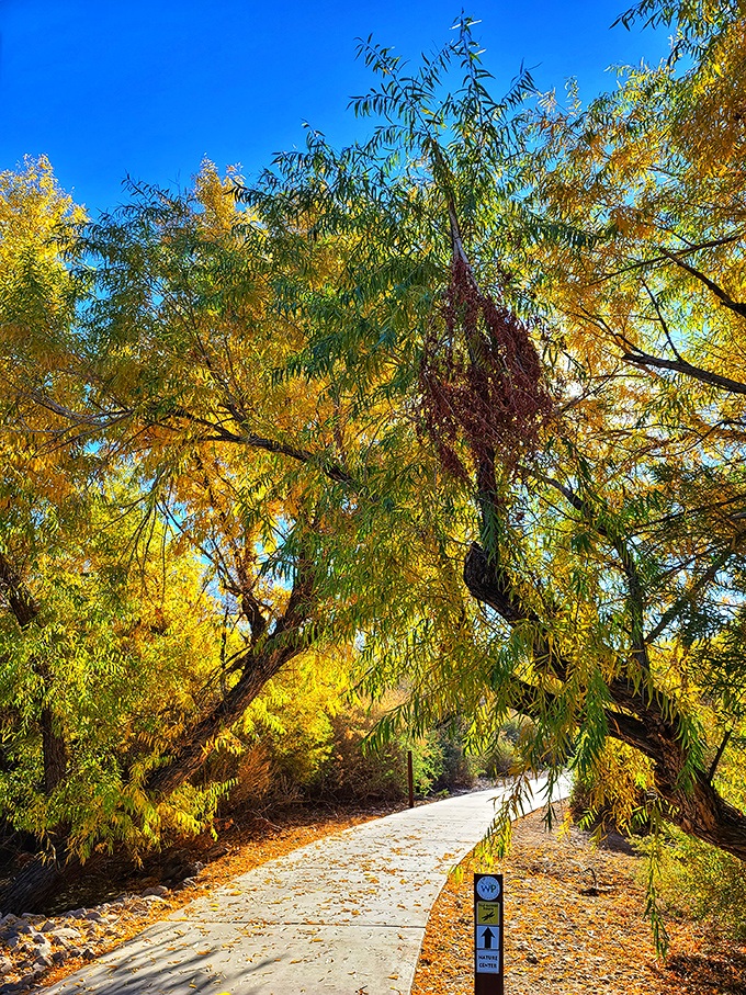 Fall's golden touch transforms the wetlands into a painting. These autumn colors prove that Mother Nature might be Vegas's most talented artist.
