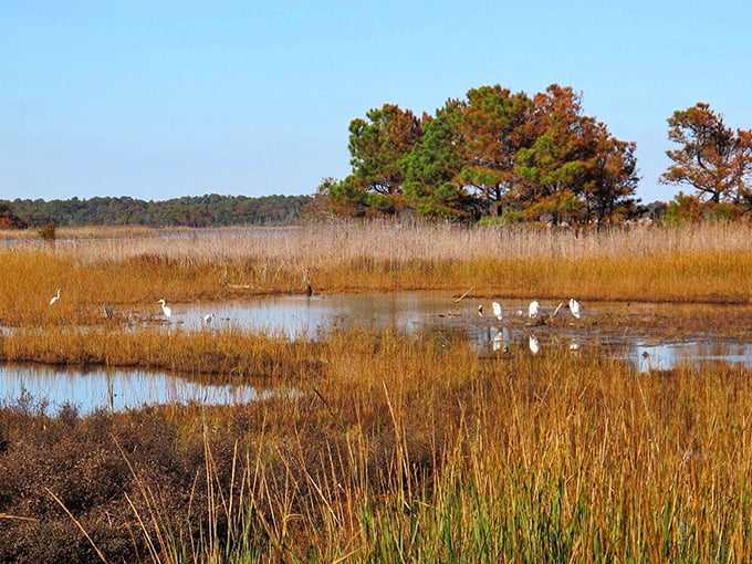 Autumn paints the marshland in amber and gold, while wading birds add living sculptures to this seasonal masterpiece of coastal Delaware.