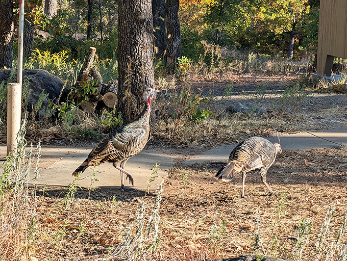 "Excuse me, we live here." Wild turkeys patrol the campground like feathered security guards, reminding you who the real locals are.