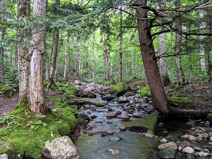 Woodland streams like this are Bethlehem's natural soundtrack. Clear, cold, and the perfect companion to a forest hike.