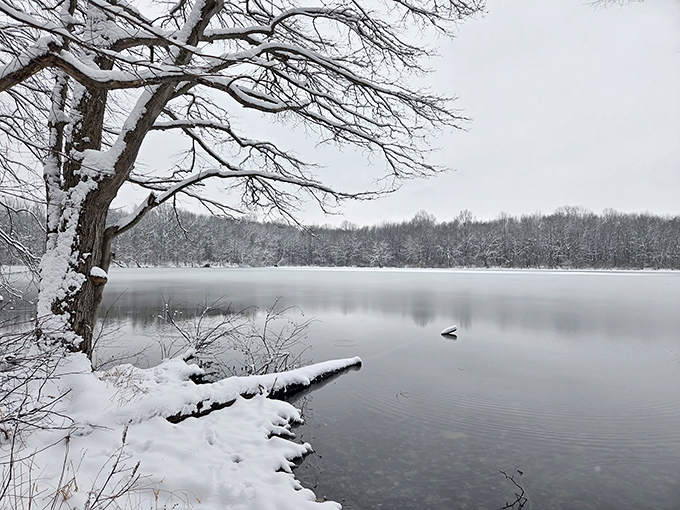 Winter's quiet masterpiece. The pond transforms into a monochromatic marvel that would make Ansel Adams reach for his camera.