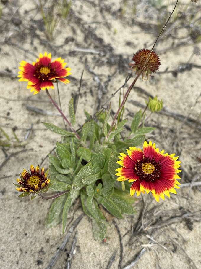 Even the wildflowers here seem particularly vibrant, as if showing off for their limited human audience.