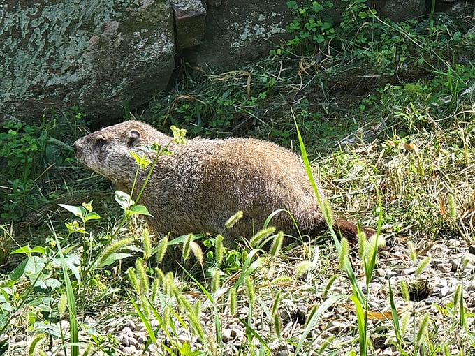 Williamsport's unofficial greeter doesn't charge for photos. This groundhog resident seems just as captivated by the falls as human visitors.