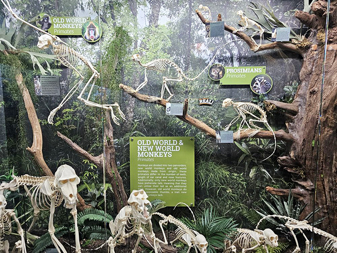 The primate display shows our evolutionary cousins in their bare essentials. Family reunions are always more revealing when nobody's wearing flesh.
