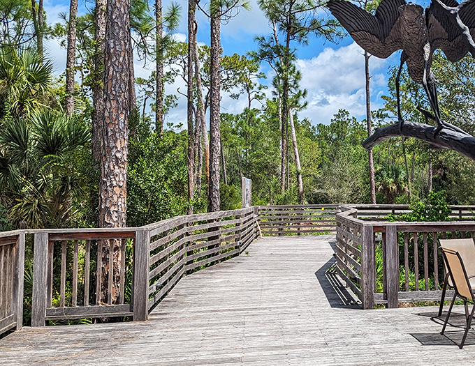 The weathered boardwalk curves gently through pine flatwoods, leading adventurers to the heart of this natural wonderland.