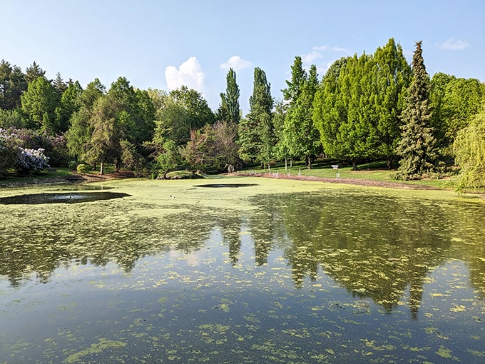 The University of Idaho's arboretum creates a peaceful retreat from everyday life. This pond reflection looks like Mother Nature showing off her photography skills.