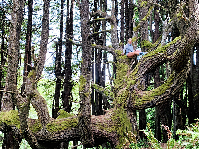 Ancient redwoods reaching skyward with almost religious ambition. Standing here makes your mortgage problems seem adorably insignificant.