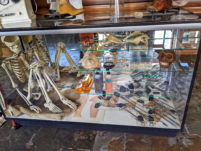 A skeleton dressed in vintage finery stands eternally patient in its glass case, draped in what might be its Sunday best from a century ago. 