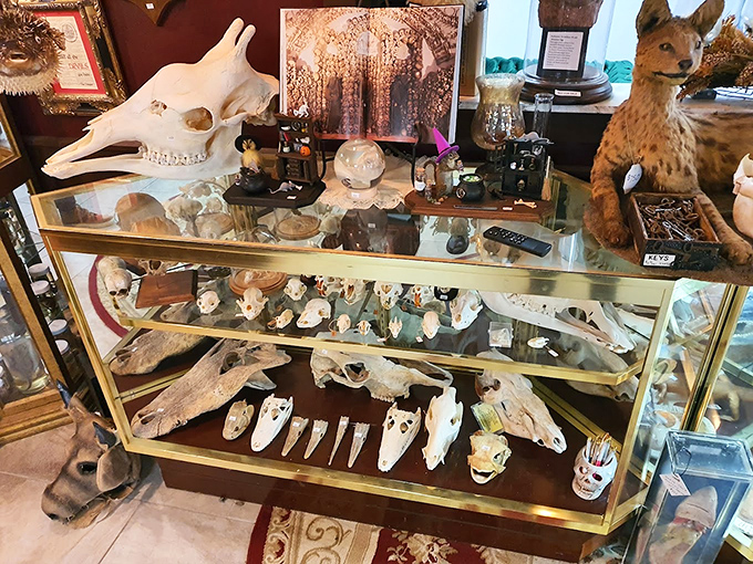 A gleaming case of carefully arranged skulls reveals nature's engineering genius—each one evolved for different purposes yet sharing beautiful symmetry and fascinating structural details.