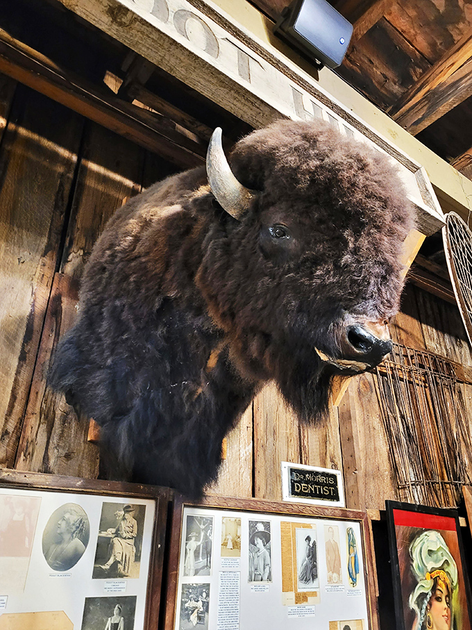 This taxidermied buffalo didn't come for the entertainment. He's been the silent witness to decades of ghost stories and tourist selfies.