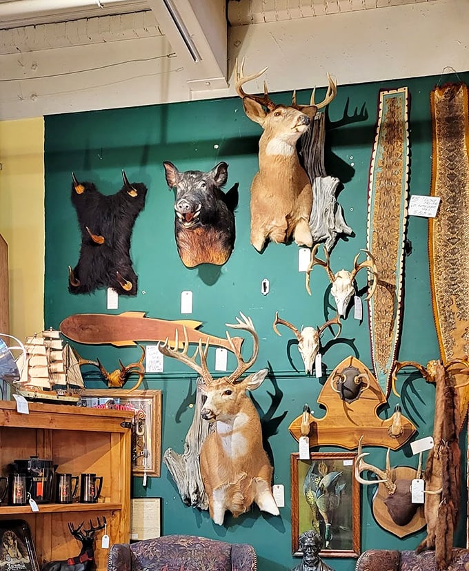 The taxidermy section: where conversations with previous owners might include "Where exactly does one display a wall-mounted boar?"