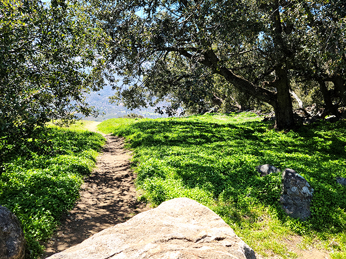 Shaded trails wind through Julian's countryside like ribbons of possibility. The kind of path that makes you forget to check your phone.