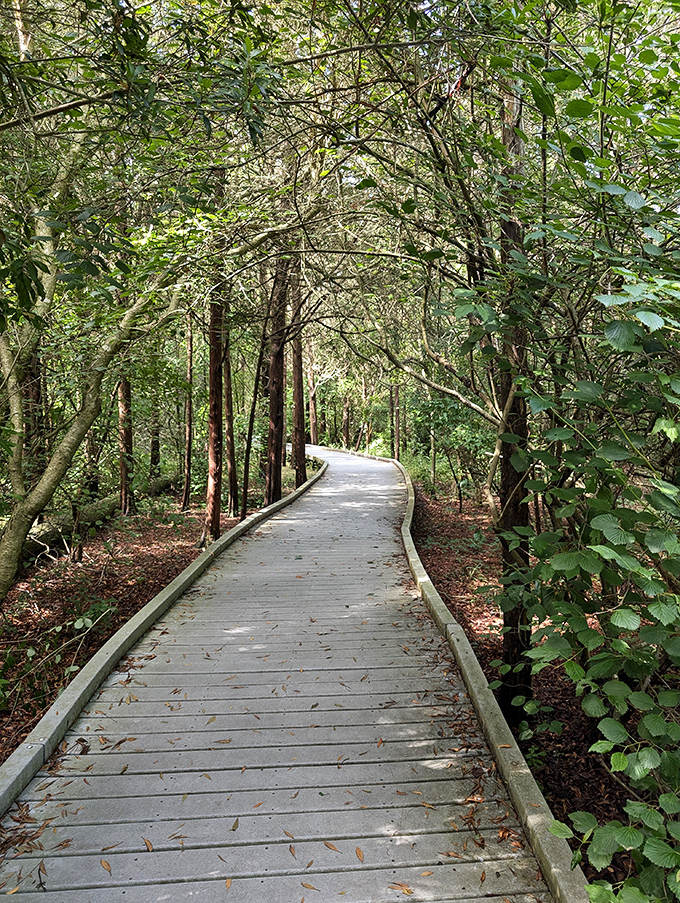 Nature trails weave through Cape May's wild side, offering a peaceful detox from beach crowds and a chance to pretend you're actually outdoorsy.