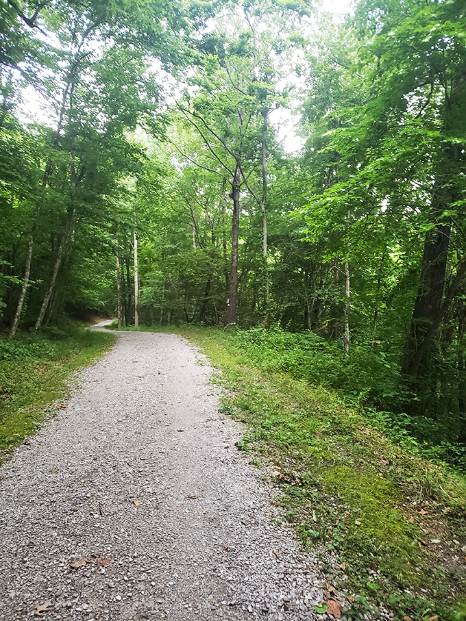This unassuming trail through Appalachian forest offers the kind of green therapy that expensive spas try desperately to replicate.