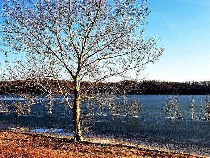 Winter at Lake Monroe—a watercolor painting come to life, where bare trees create a delicate frame for nature's blue canvas.