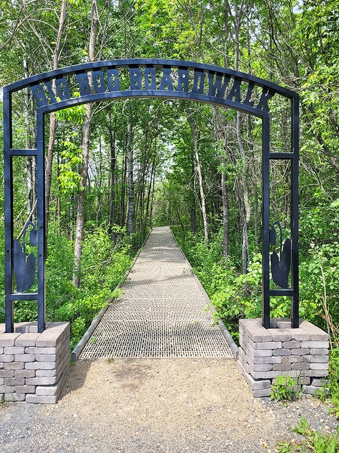 The Big Bog boardwalk invites exploration into a world where plants eat insects and time stands wonderfully still.