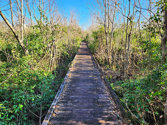 Boardwalk adventures through Bayou Segnette. This wooden pathway reveals wetland wonders just minutes from city life.