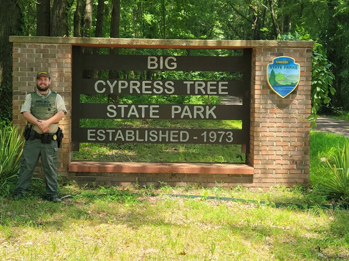 Seasonal mists transform Big Cypress' forest paths into enchanted walkways where imagination roams as freely as wildlife.