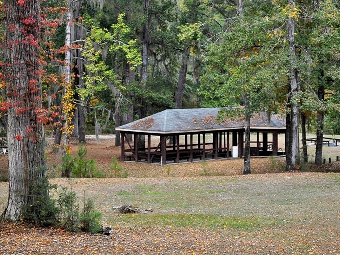 Bladon Springs State Park: A shaded pavilion that practically begs for family reunions, potluck dinners, and stories that improve with each telling.
