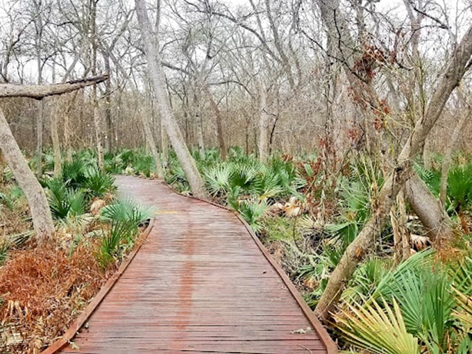 Palmetto State Park: A wooden pathway leads through subtropical paradise, where palm fronds create a jungle vibe in the heart of Texas.