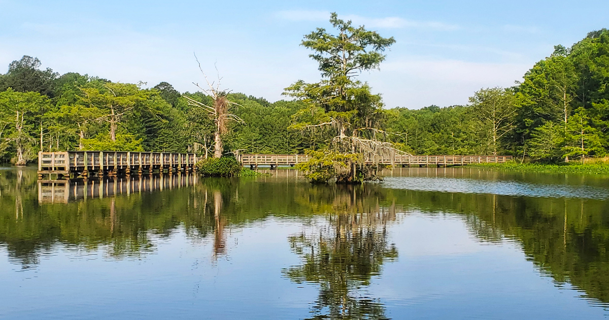A wooden boardwalk stretches into cypress-dotted waters, inviting visitors to wander where alligators and osprey call home. Nature's front porch awaits.