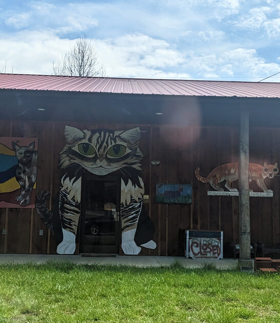 cat museum north carolina ftr