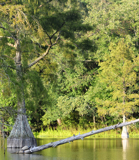 enchanting state park delaware ftr