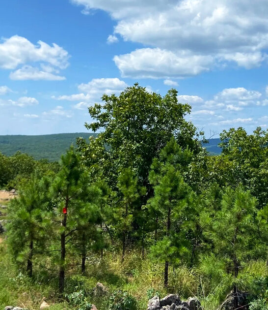 fascinating mile trail missouri ftr