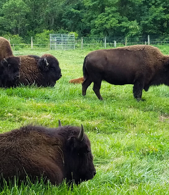 fascinating state parks kentucky ftr