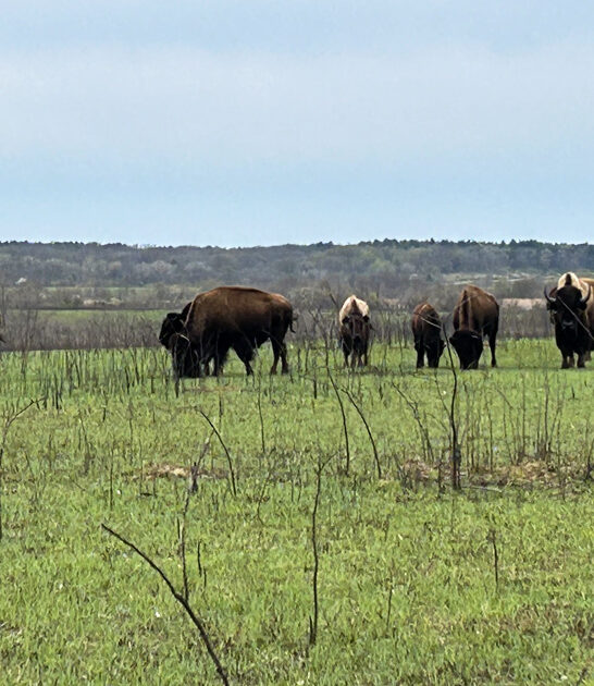 gorgeous park missouri getaway ftr