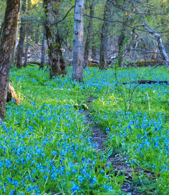 gorgeous state parks minnesota ftr