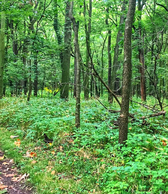 iowa picturesque trail ftr