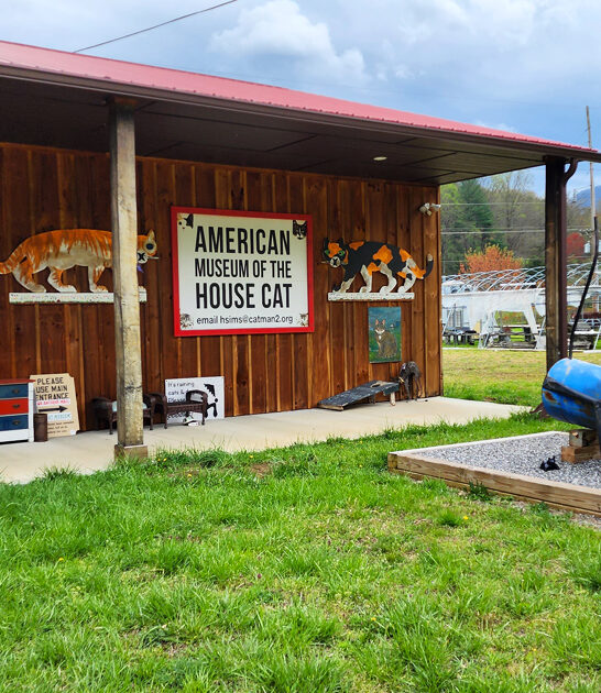 north carolina cat museum ftr