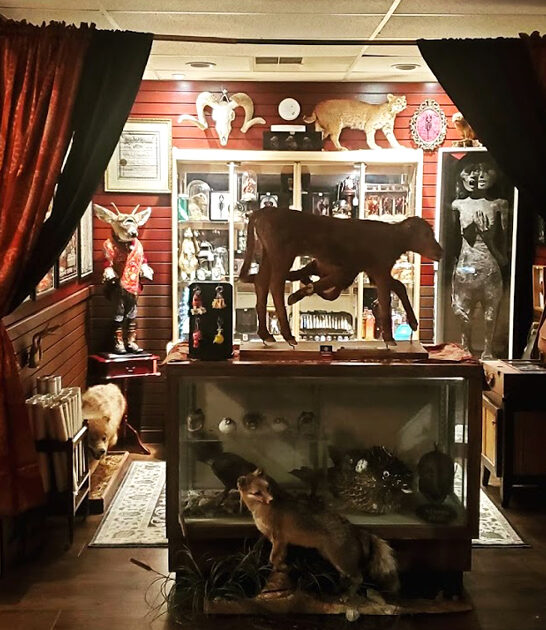 odd shop north carolina ftr