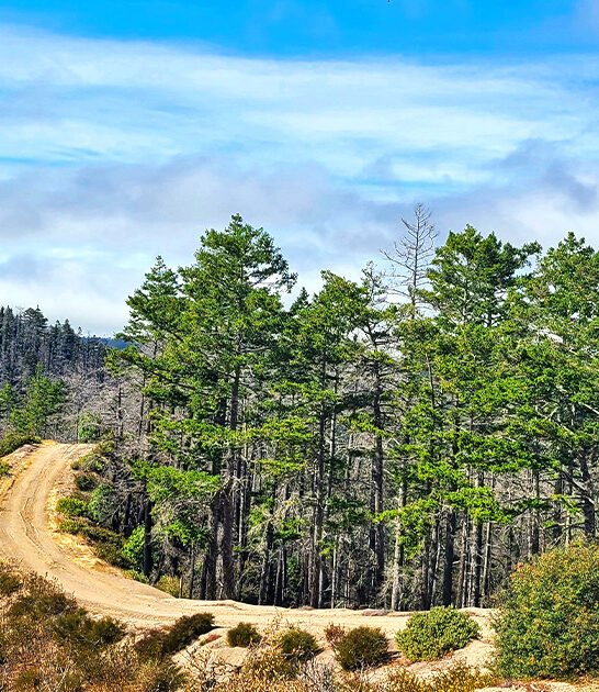 park california spring break ftr