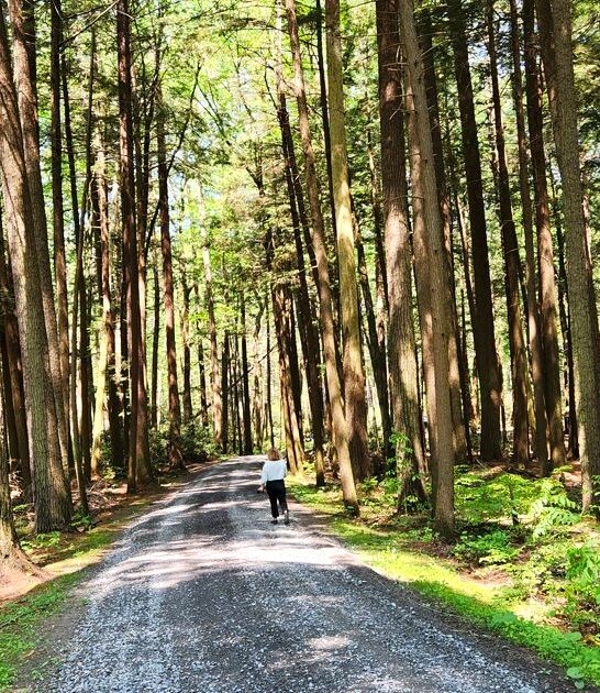 pennsylvania quiet forest walk ftr